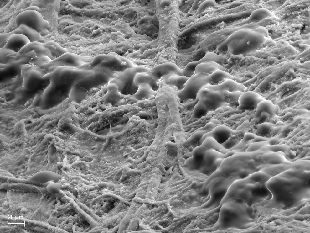Cosas que se ven totalmente raras debajo de un microscopio (Fotos)