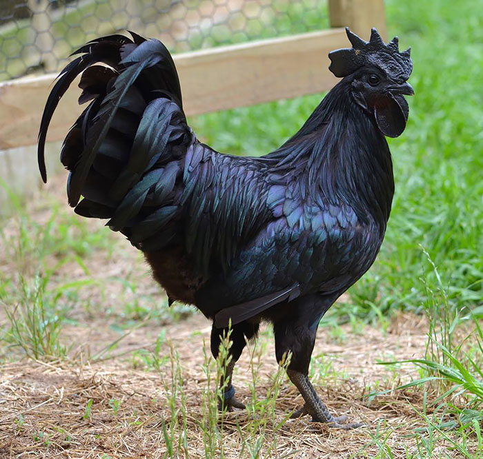 Animales de colores inesperados (Fotos)