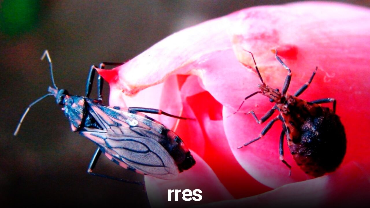 El mal de Chagas en Venezuela: una enfermedad latente y subregistrada ...